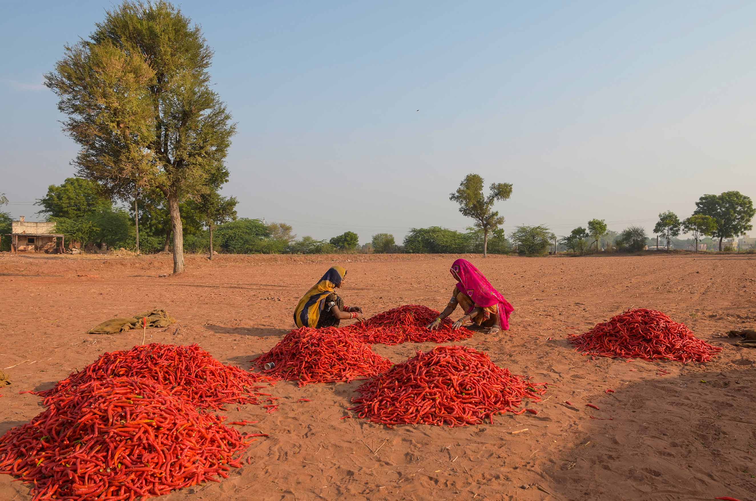 Red Hot Chilli Peppers: Mathania Lal Mirch | Sahapedia