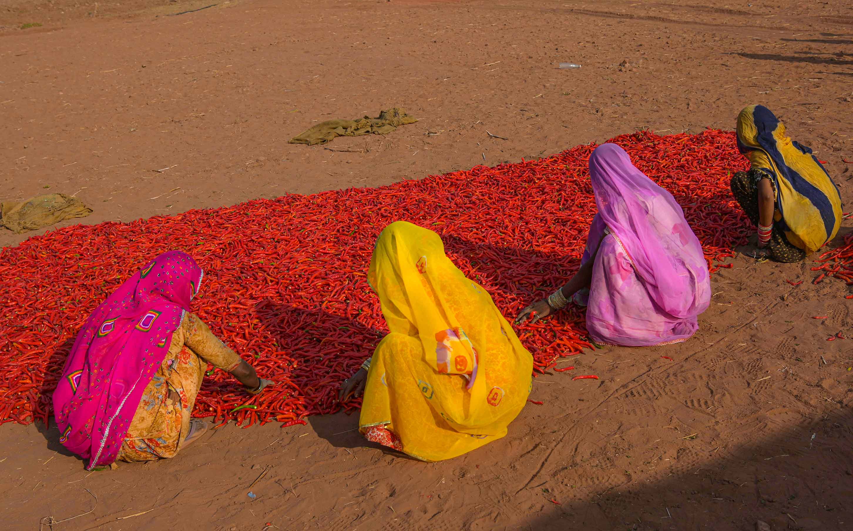 Red Hot Chilli Peppers: Mathania Lal Mirch | Sahapedia