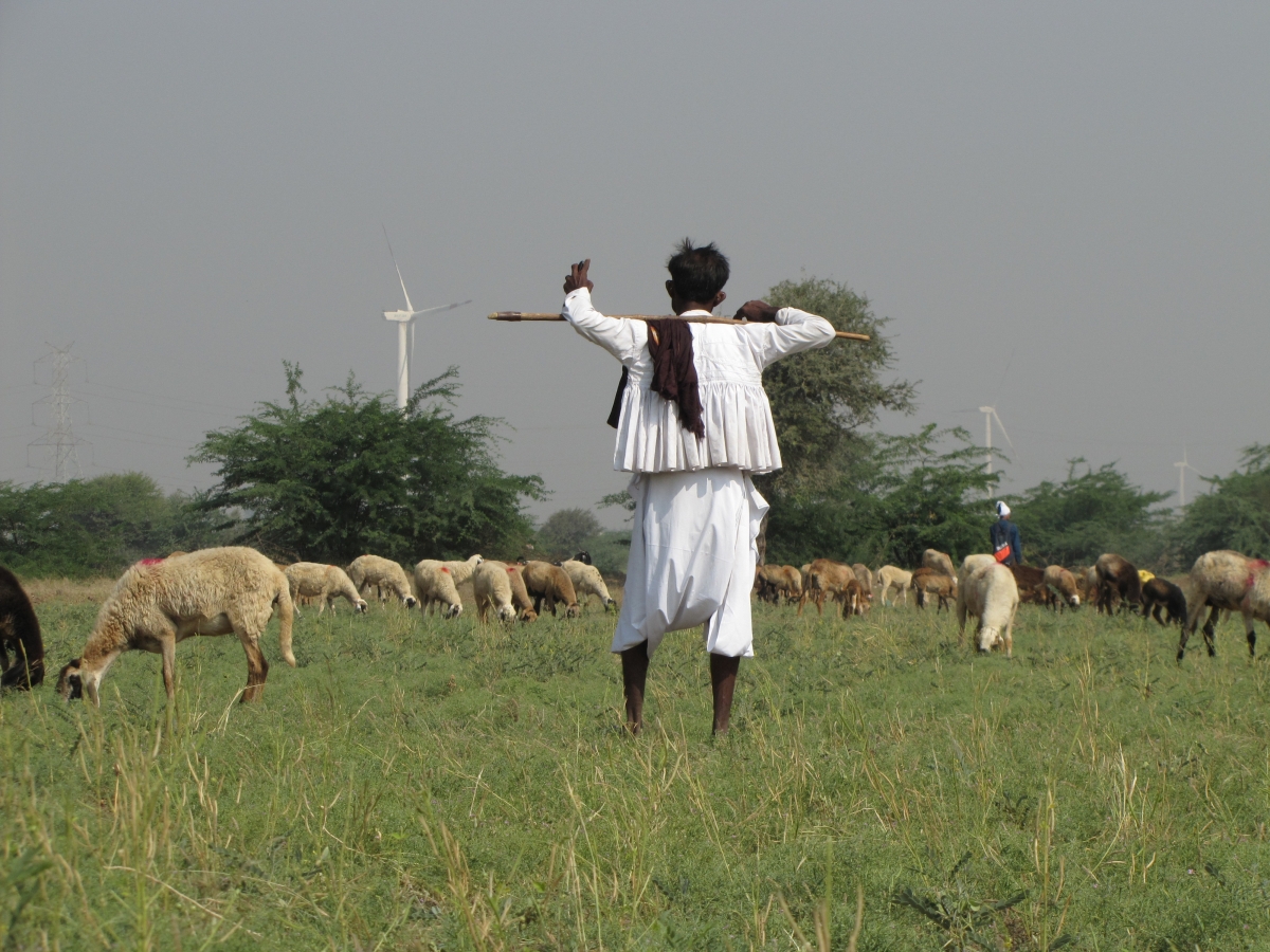 The Rabaris: The Nomadic Pastoral Community of Kutch | Sahapedia