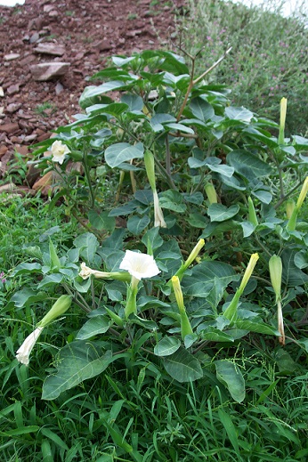 The Plants of the Thar Desert | Sahapedia