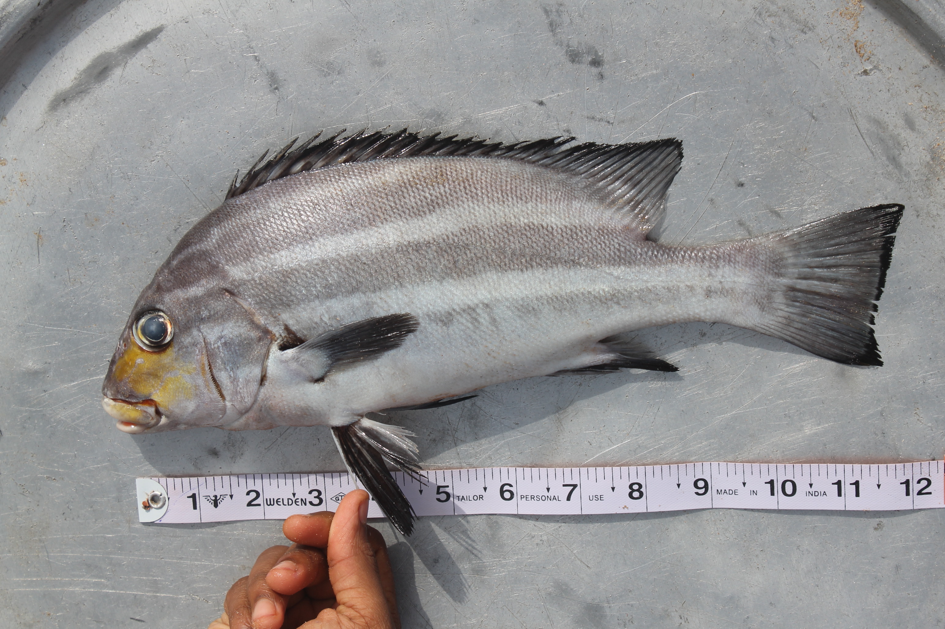 Fishes of Thiruvananthapuram Coast | Sahapedia