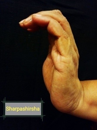 Asamyukta Mudra: Single Handed Gestures | Sahapedia