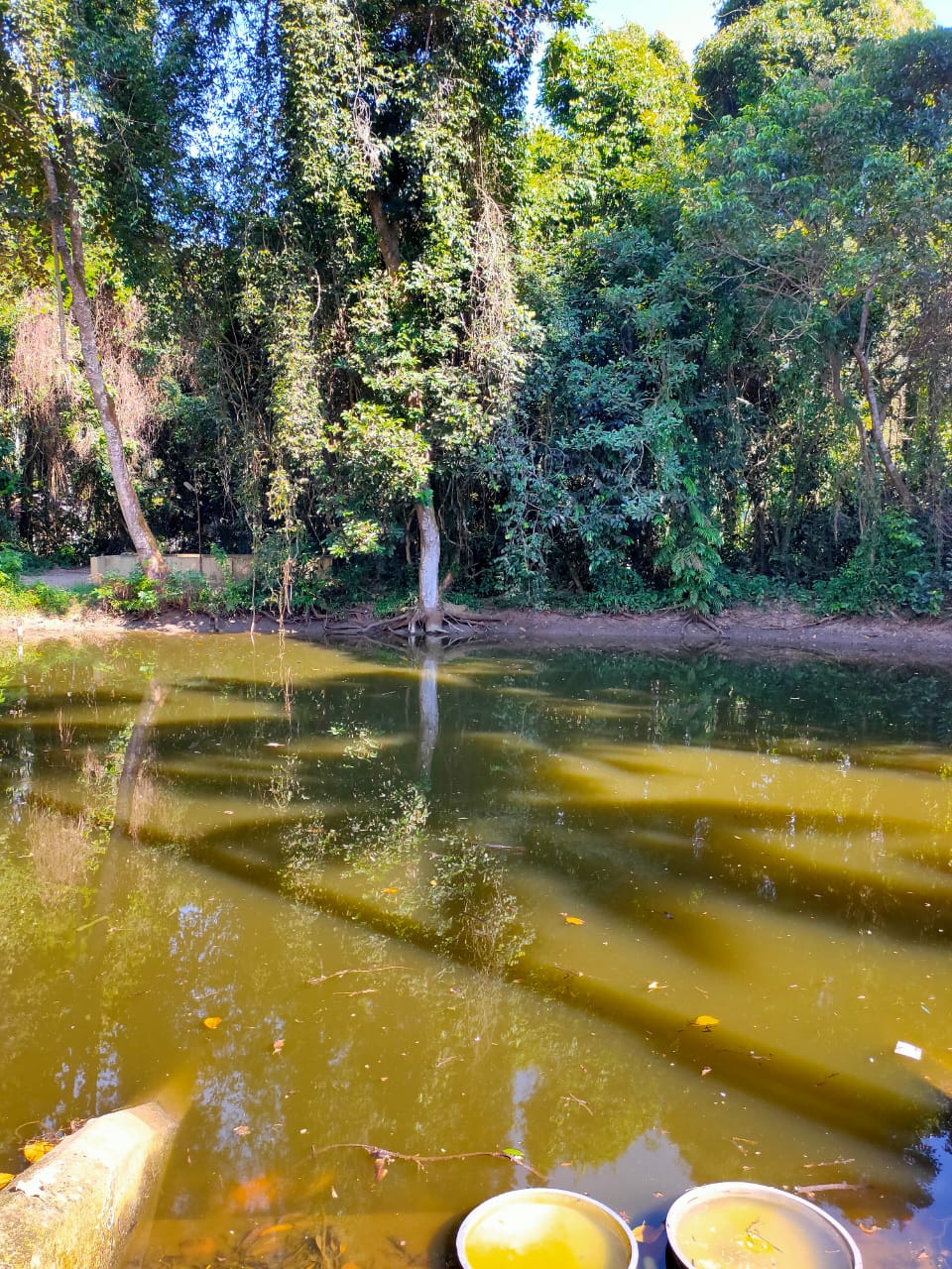 Sarppakalam and Snake Dance: Kerala’s Age-Old Tradition of Serpent ...