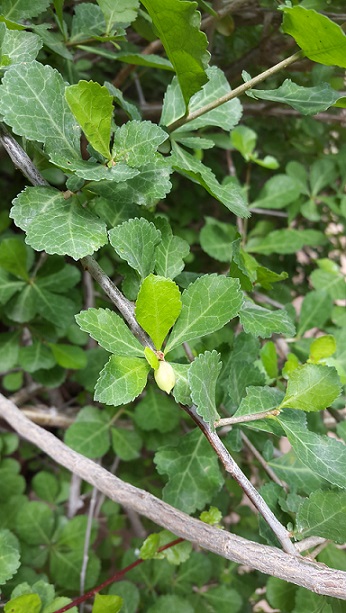 The Plants of the Thar Desert | Sahapedia