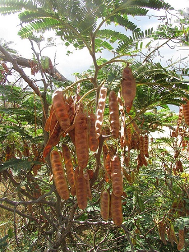 The Plants of the Thar Desert | Sahapedia