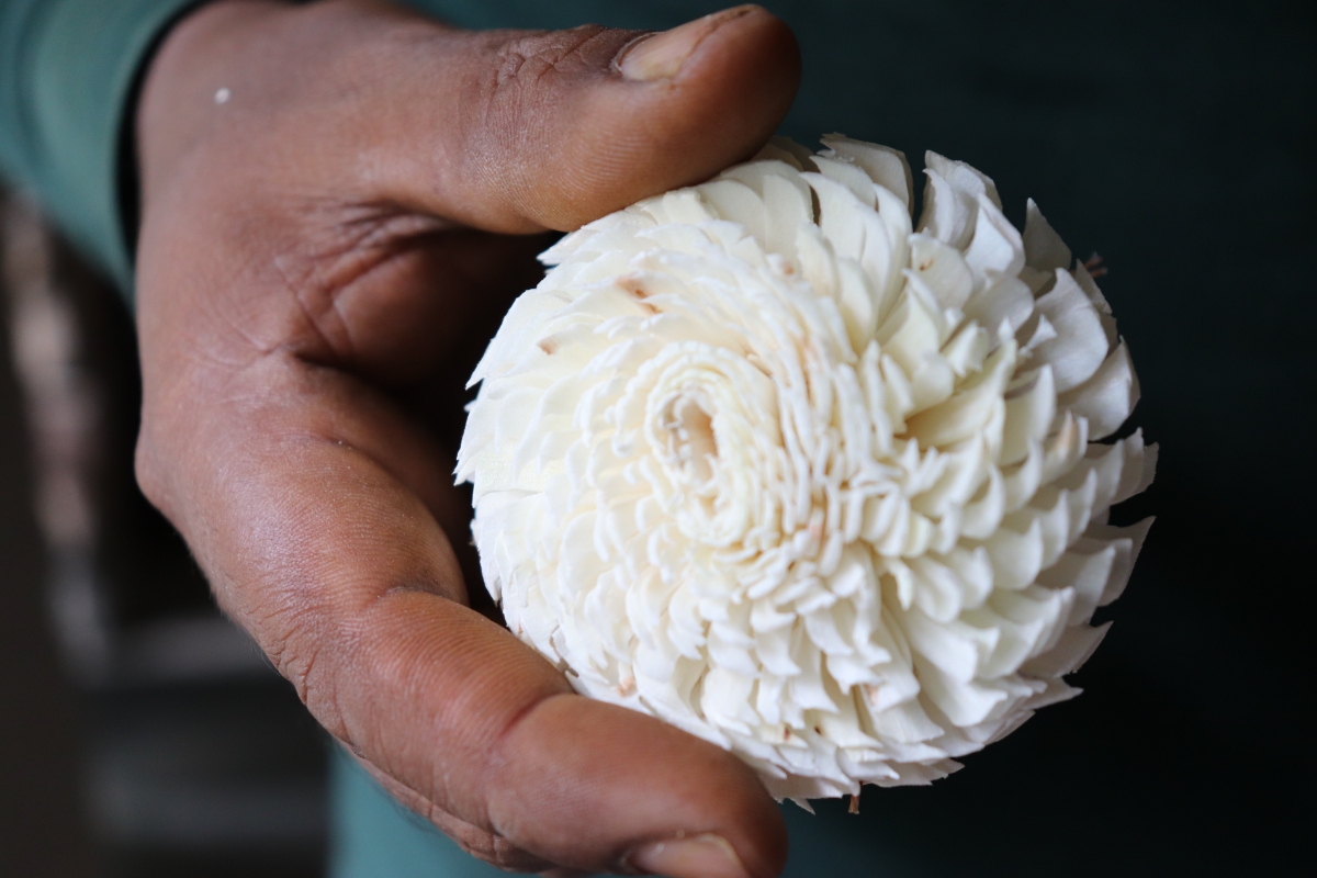 Sholapith: Herbal Ivory of Bengal | Sahapedia