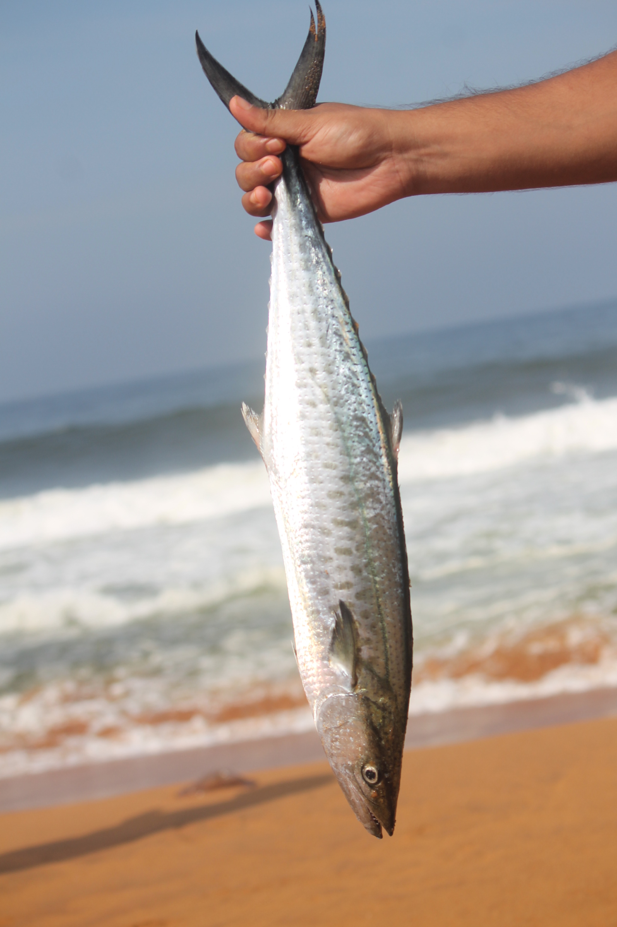 Fishes of Thiruvananthapuram Coast | Sahapedia