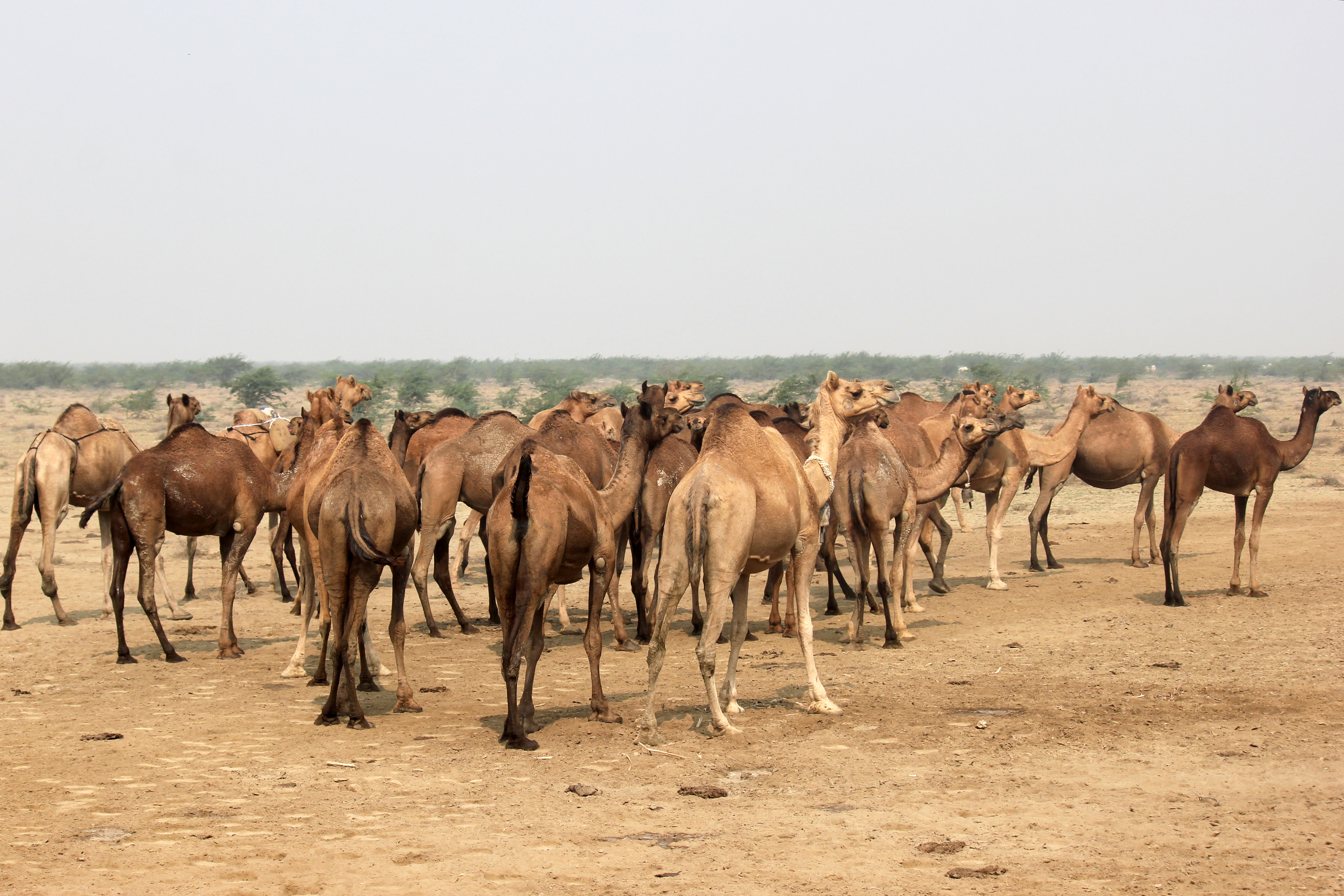 Fauna of Banni | Sahapedia