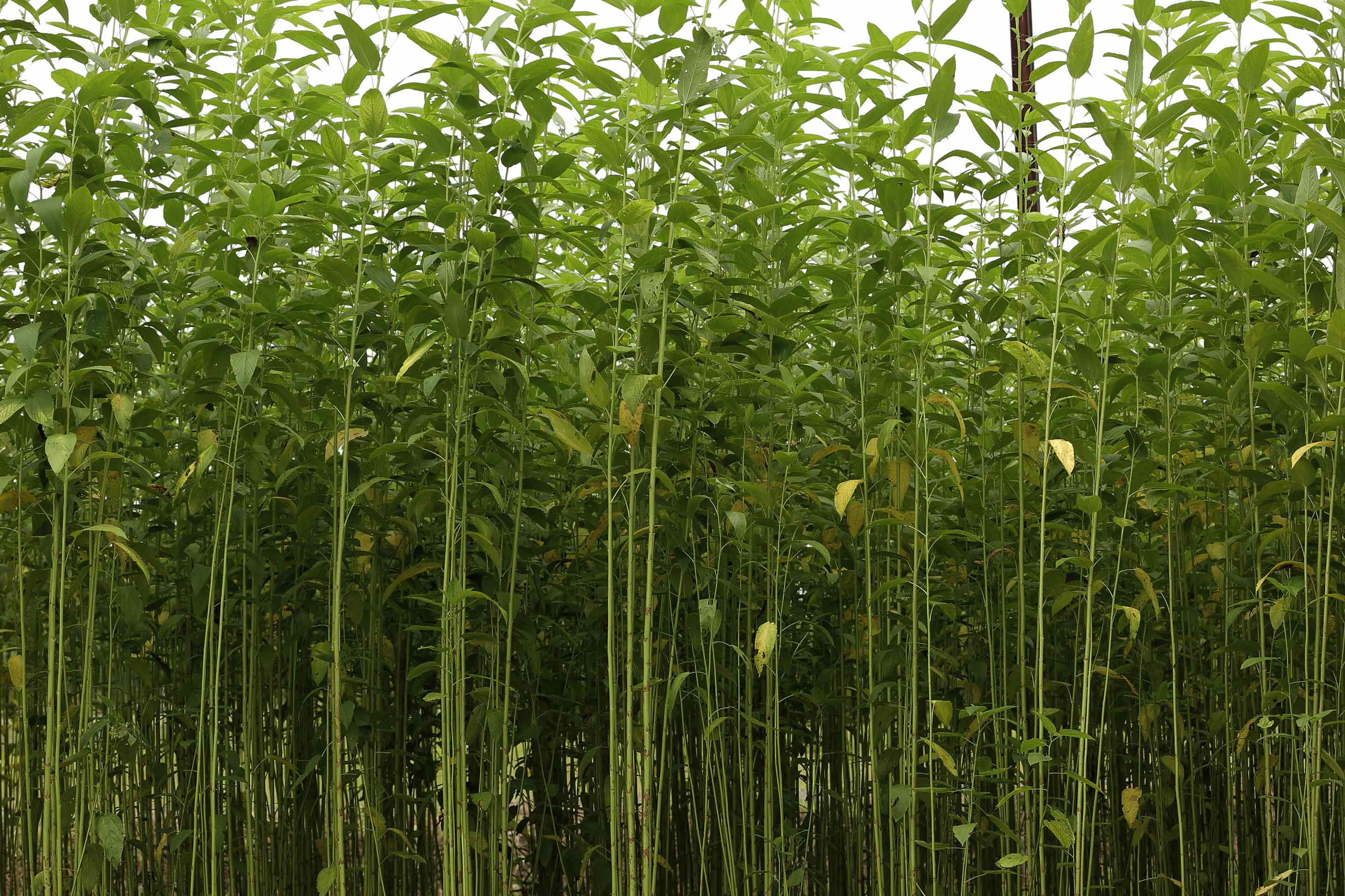 Common Jute Species in West Bengal | Sahapedia