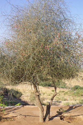 The Plants of the Thar Desert | Sahapedia