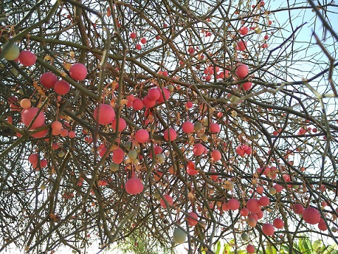 The Plants of the Thar Desert | Sahapedia