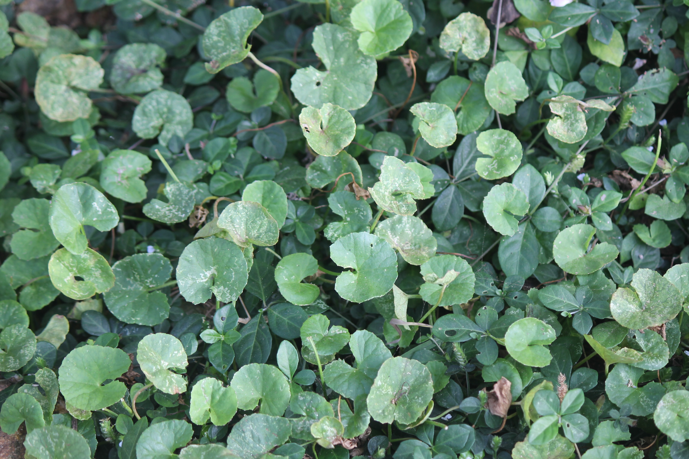 Plants of Coastal South Kerala | Sahapedia