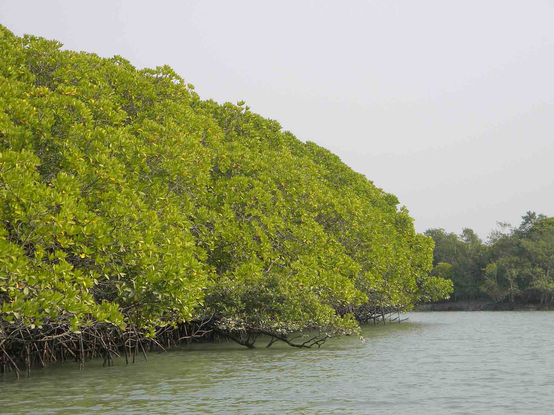 Flora and Fauna of Sundarbans | Sahapedia