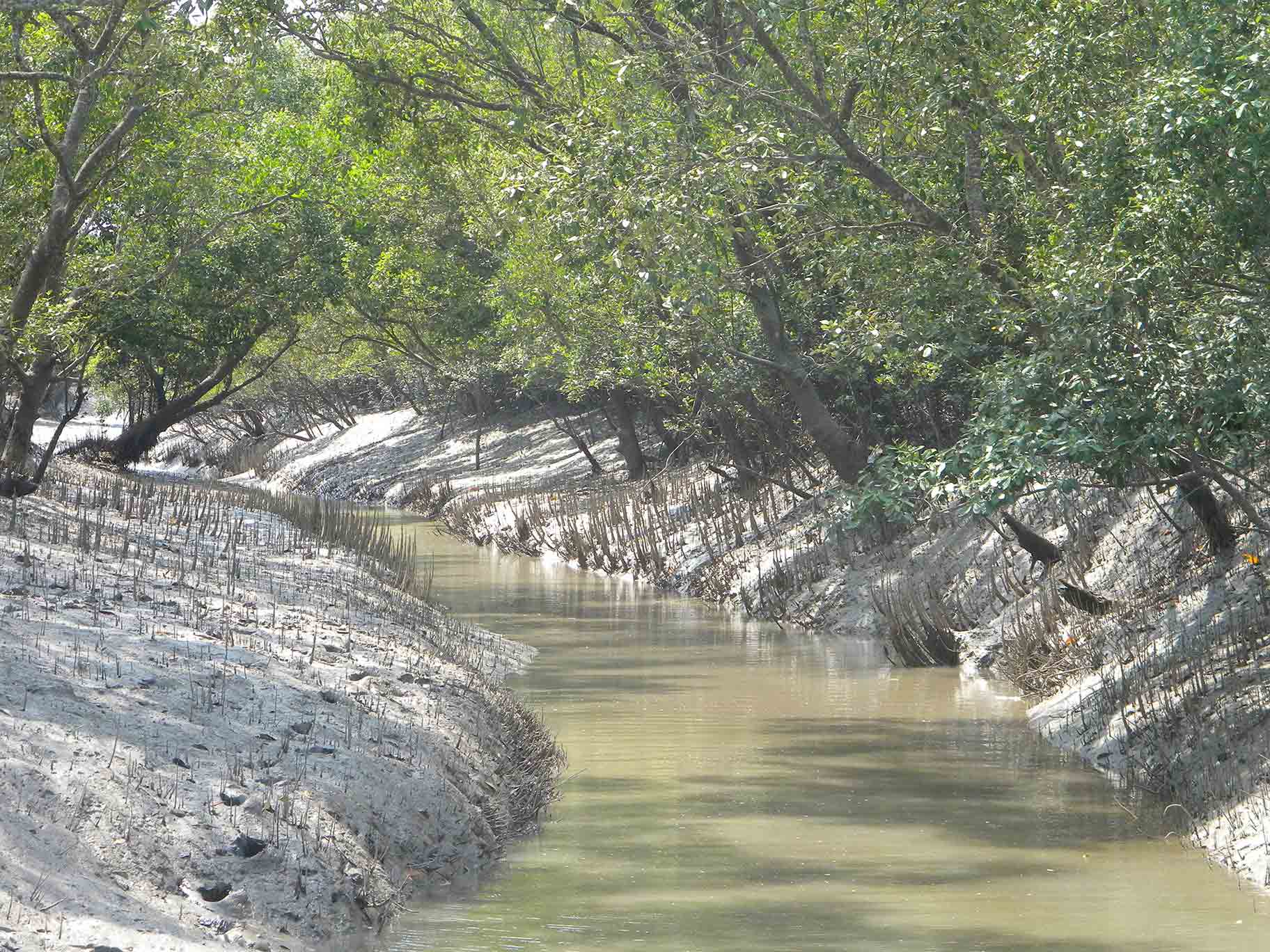 Flora and Fauna of Sundarbans | Sahapedia