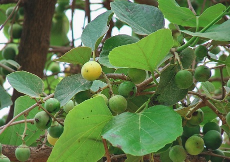 The Plants of the Thar Desert | Sahapedia