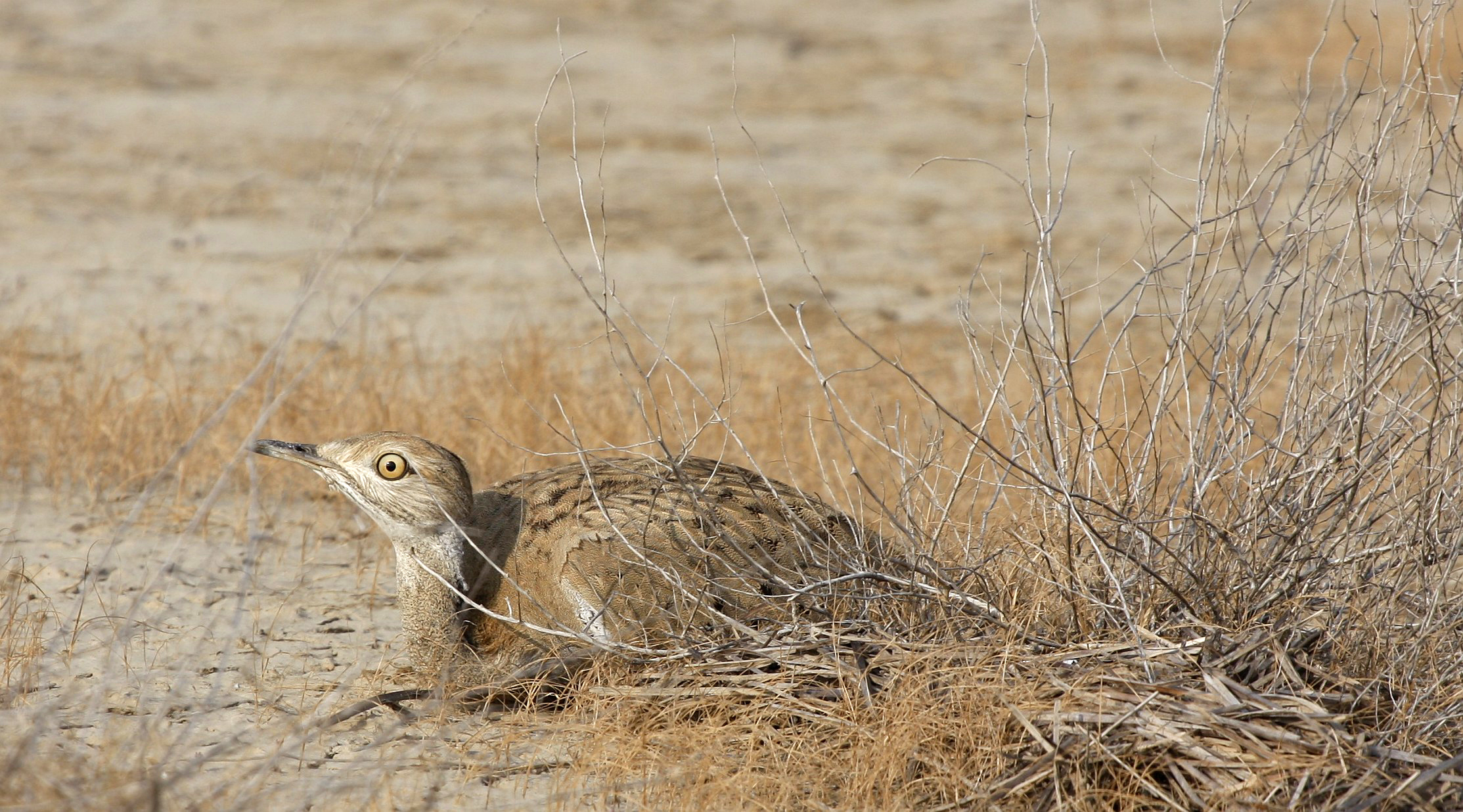 Fauna of Banni | Sahapedia