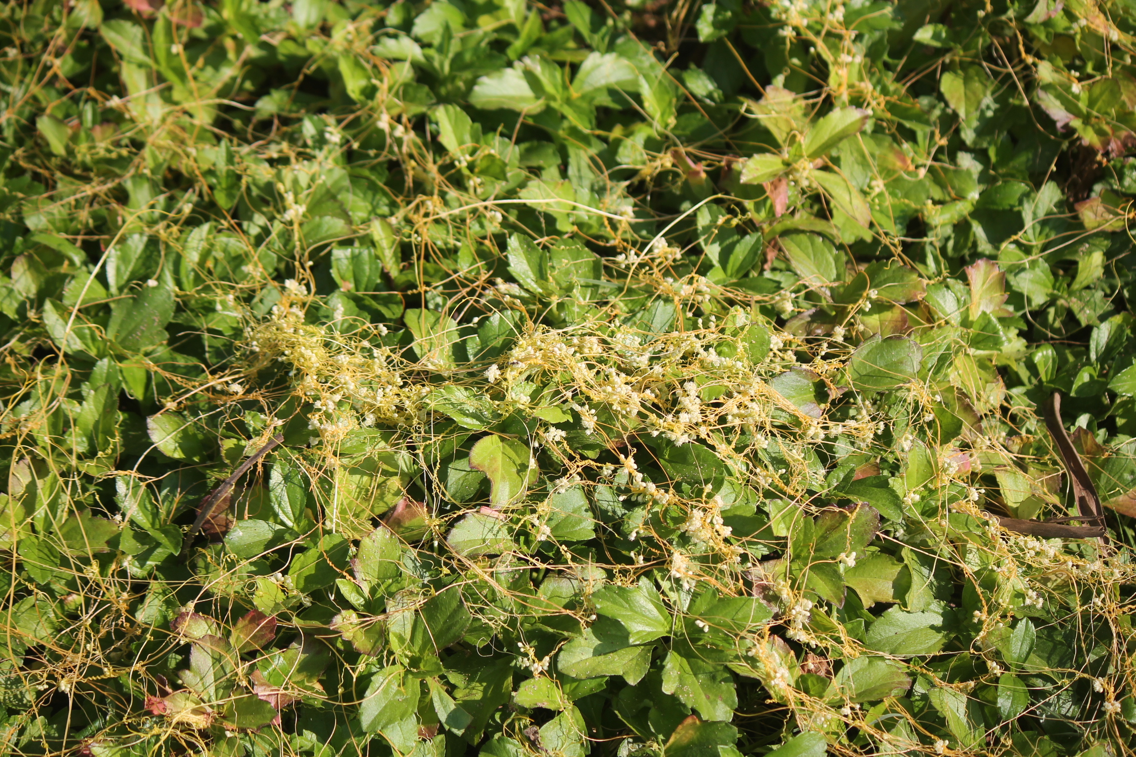 Plants of Coastal South Kerala | Sahapedia