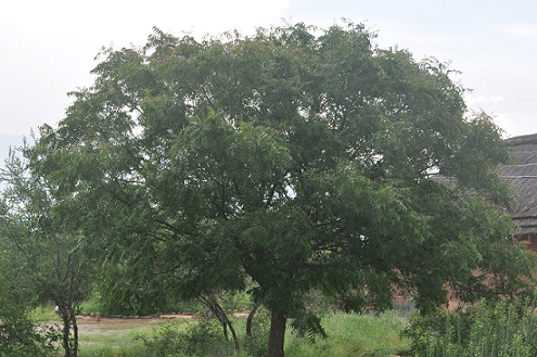 The Plants of the Thar Desert | Sahapedia