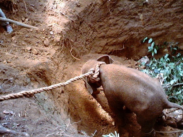 Elephant Capture by the Pit Method | Sahapedia