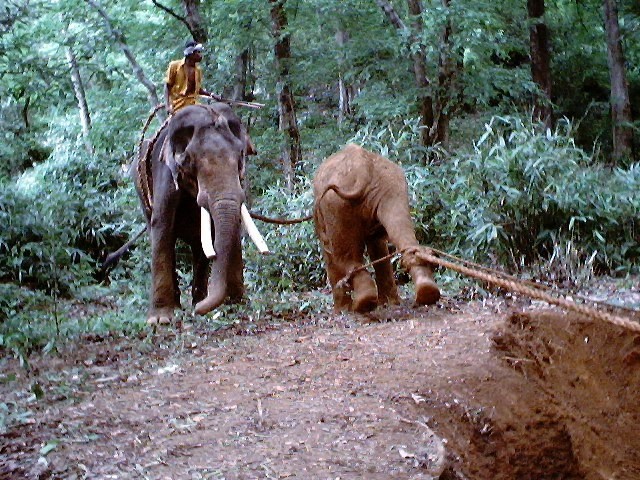 Elephant Capture by the Pit Method | Sahapedia