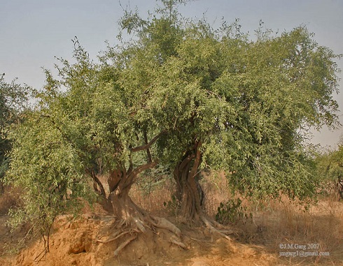 The Plants of the Thar Desert | Sahapedia