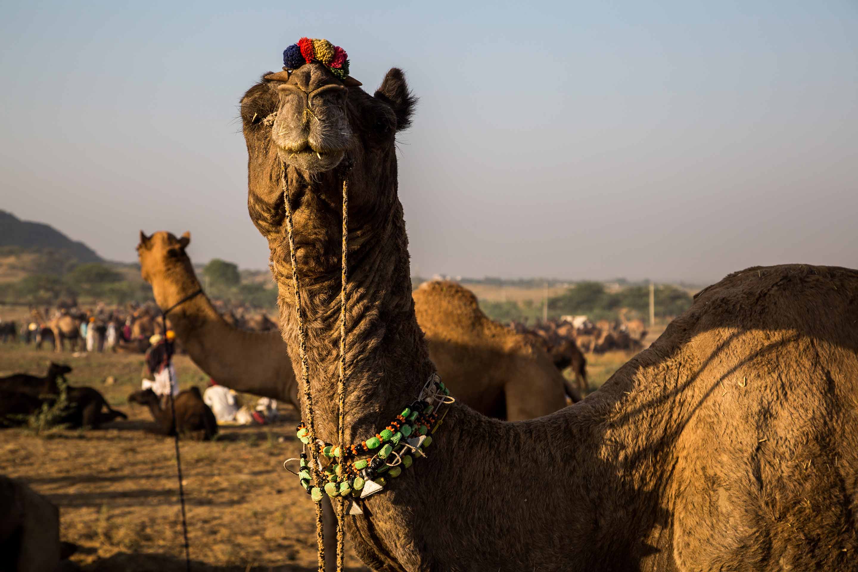 Pushkar: A Changing World | Sahapedia