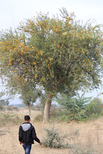 The Plants of the Thar Desert | Sahapedia