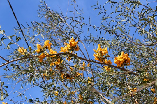 The Plants of the Thar Desert | Sahapedia