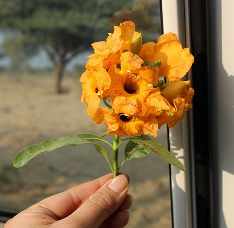 The Plants of the Thar Desert | Sahapedia