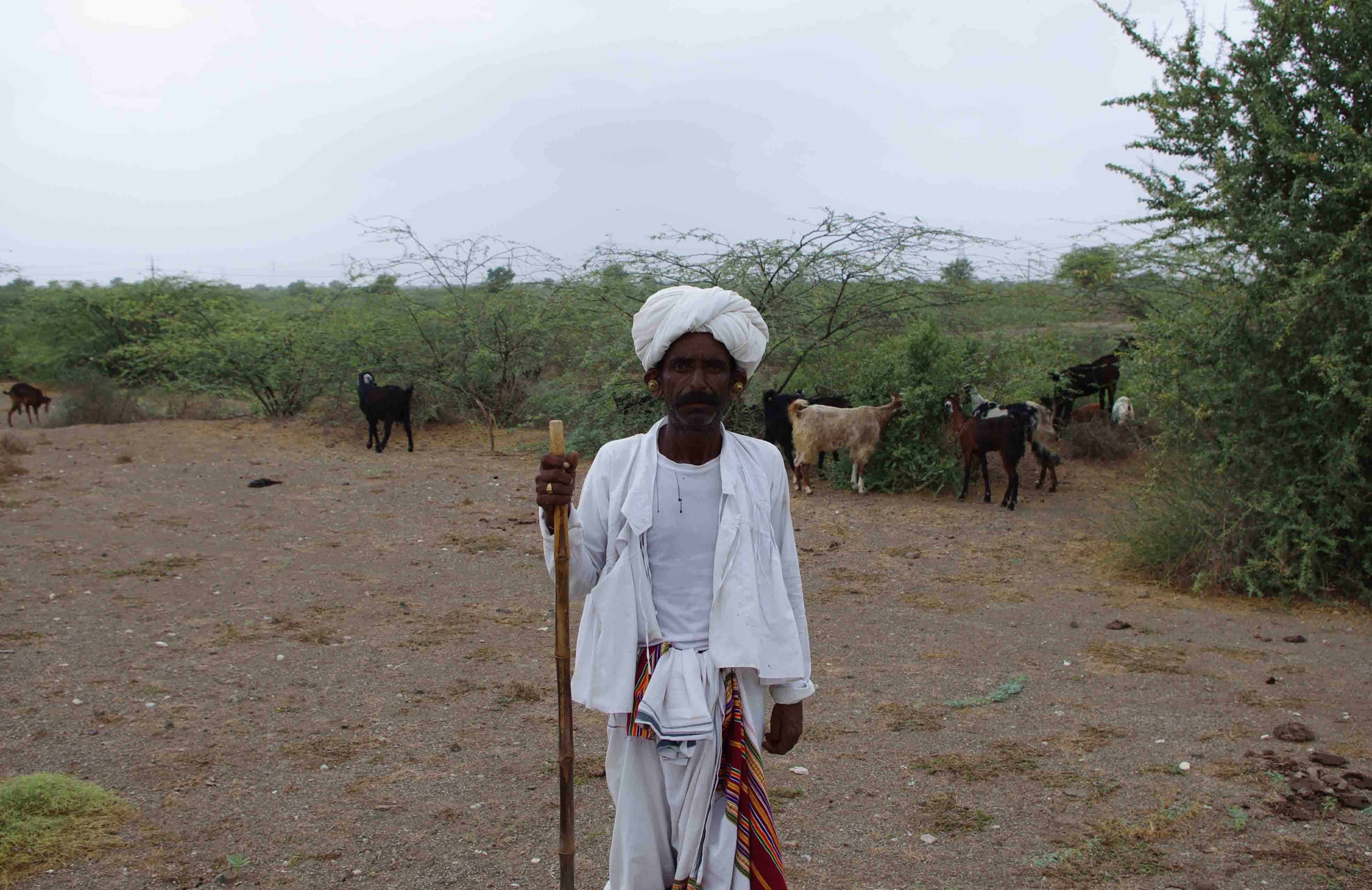 Everyday Lives of Rabaris | Sahapedia