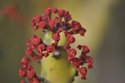 The Plants of the Thar Desert | Sahapedia