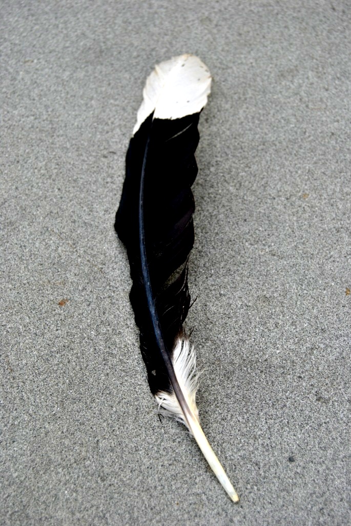 Traditional Attire of the Ao Nagas | Sahapedia