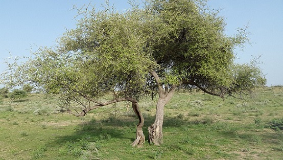 The Plants of the Thar Desert | Sahapedia