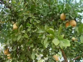 The Plants of the Thar Desert | Sahapedia