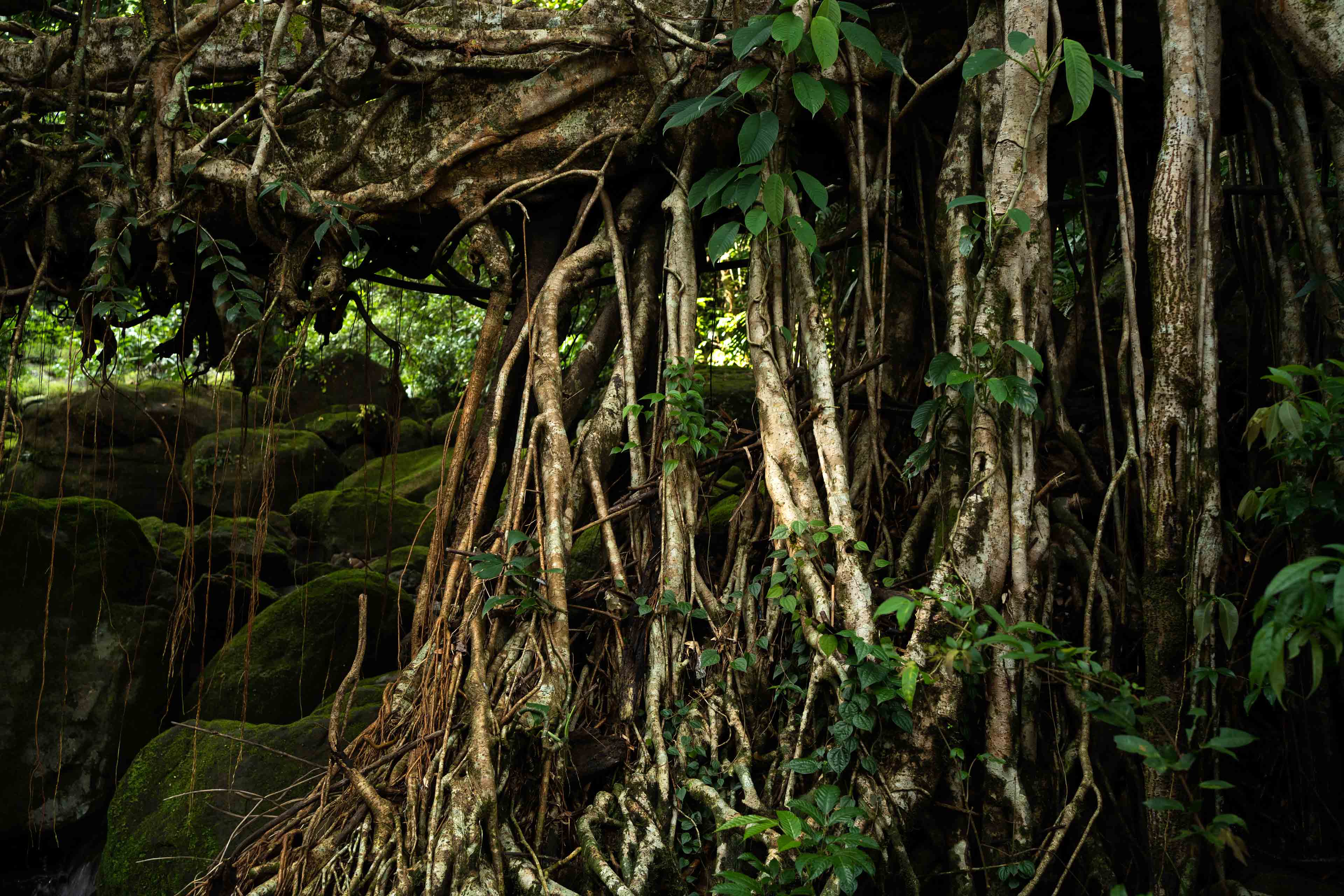 Elastic Trees: Root Bridges of East Khasi Hills | Sahapedia