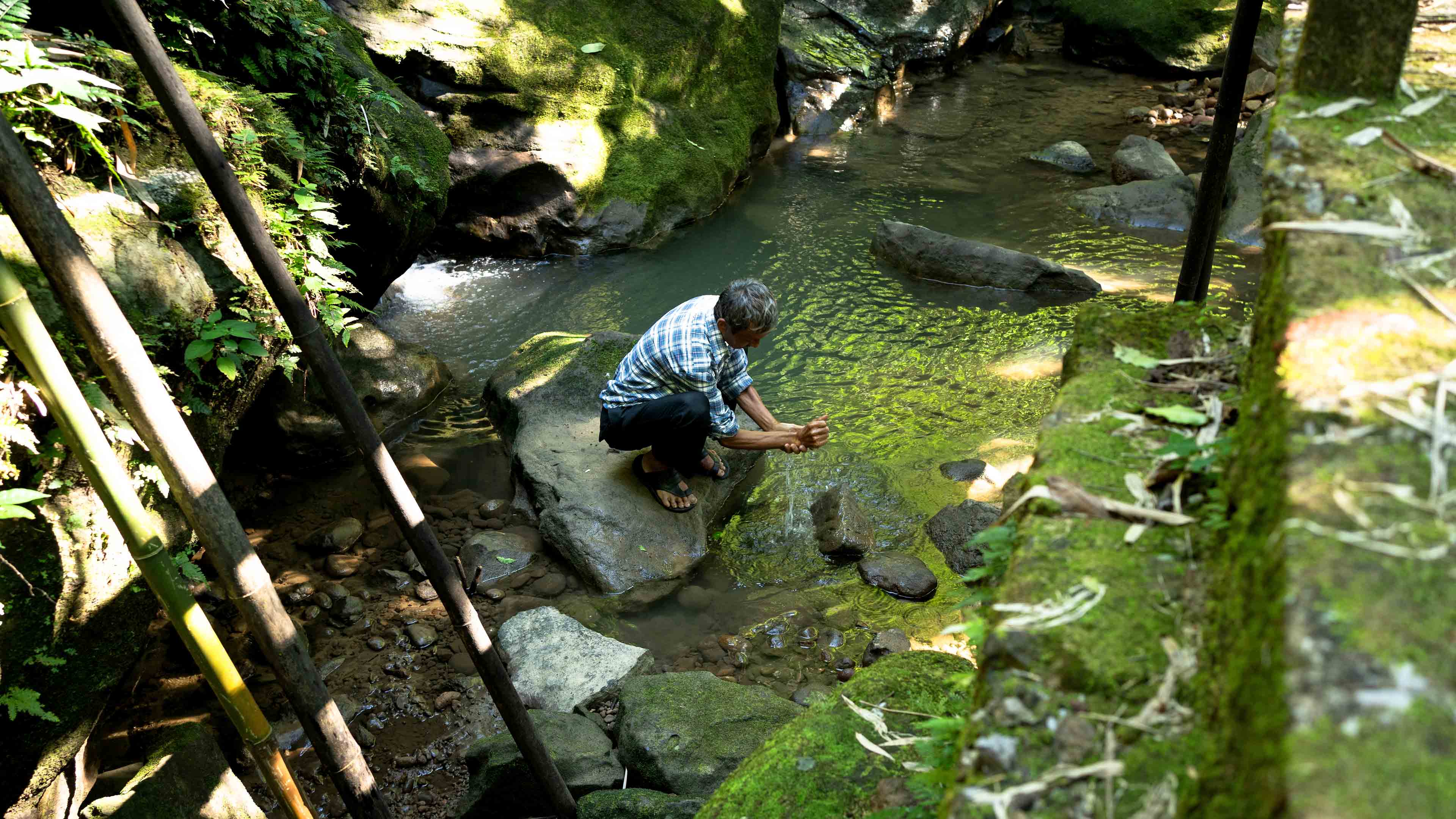 Elastic Trees: Root Bridges of East Khasi Hills | Sahapedia