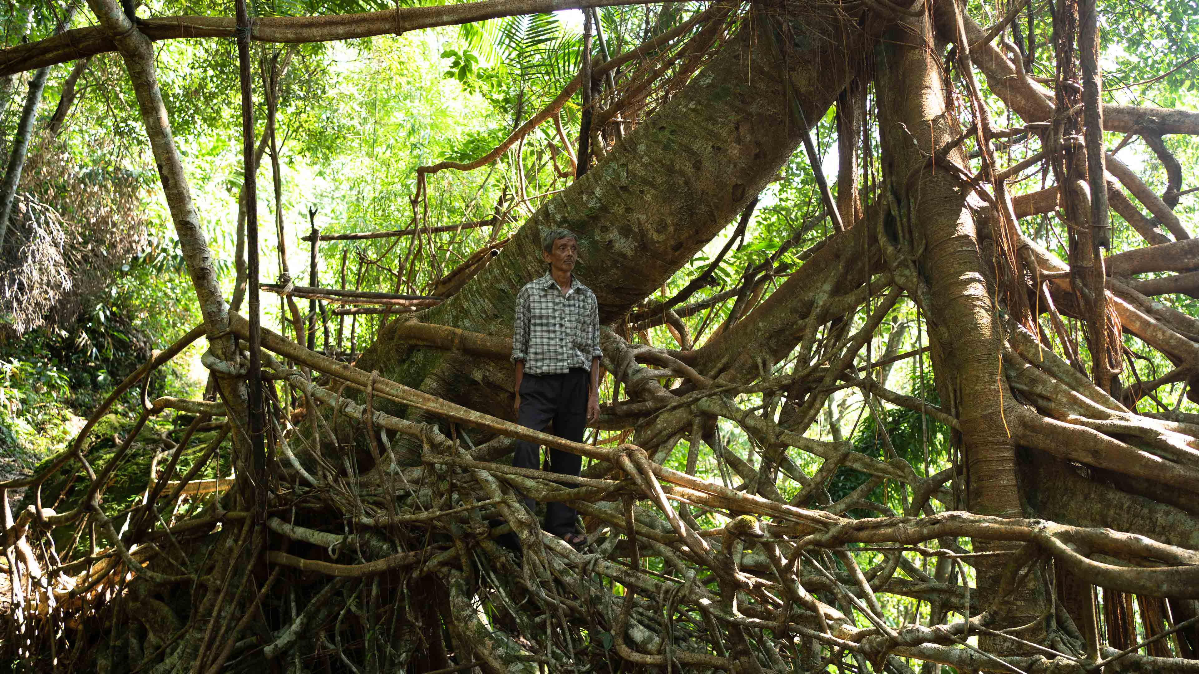 Elastic Trees: Root Bridges of East Khasi Hills | Sahapedia