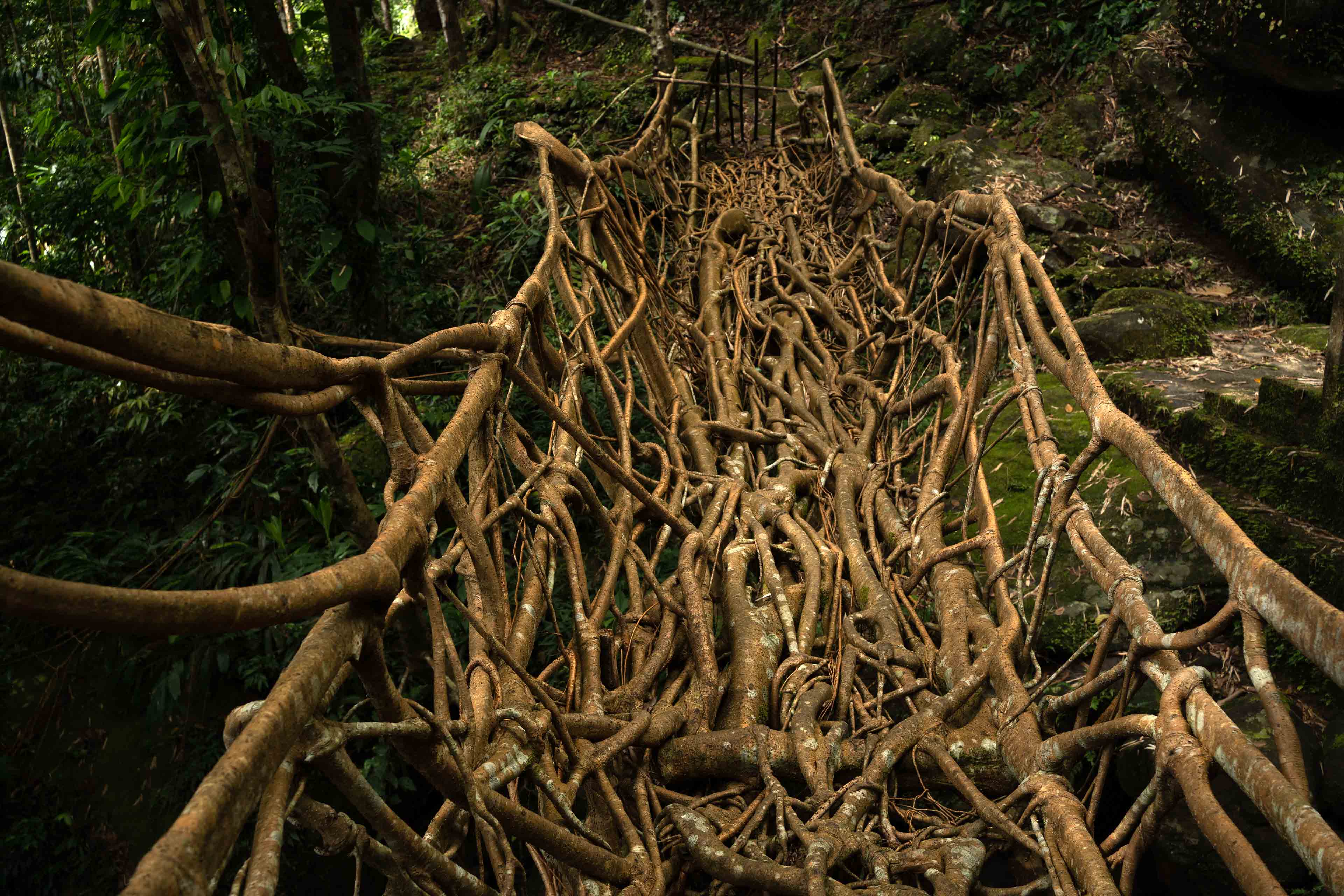 Elastic Trees: Root Bridges of East Khasi Hills | Sahapedia