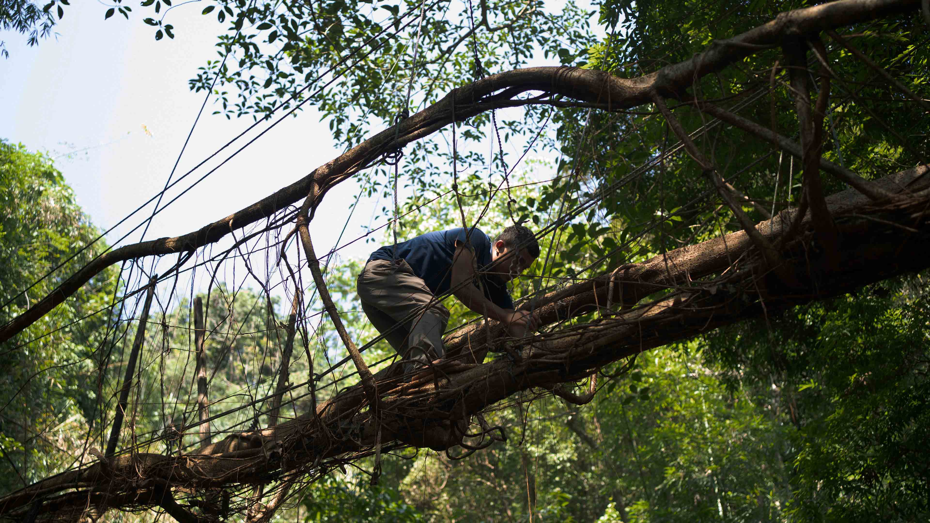 Elastic Trees: Root Bridges of East Khasi Hills | Sahapedia