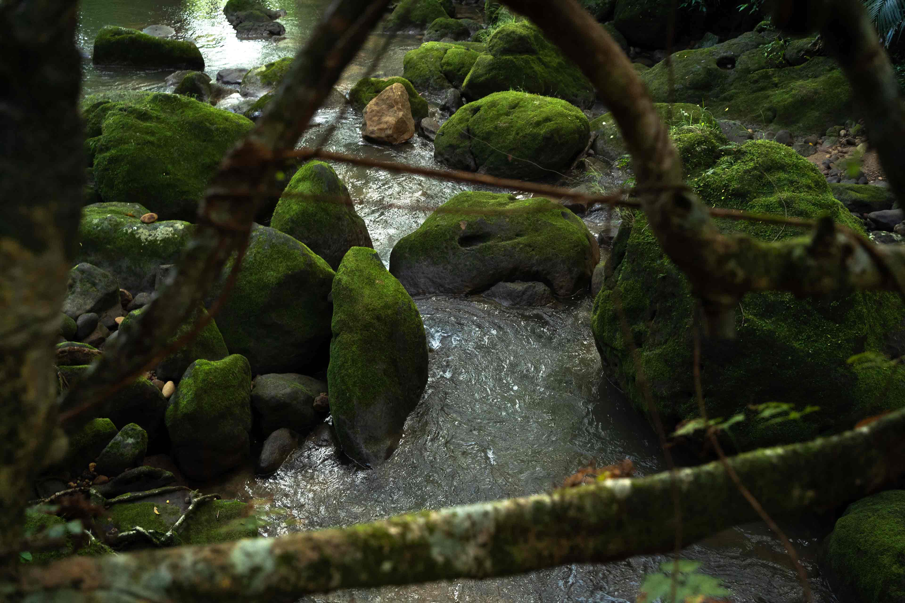 Elastic Trees: Root Bridges of East Khasi Hills | Sahapedia