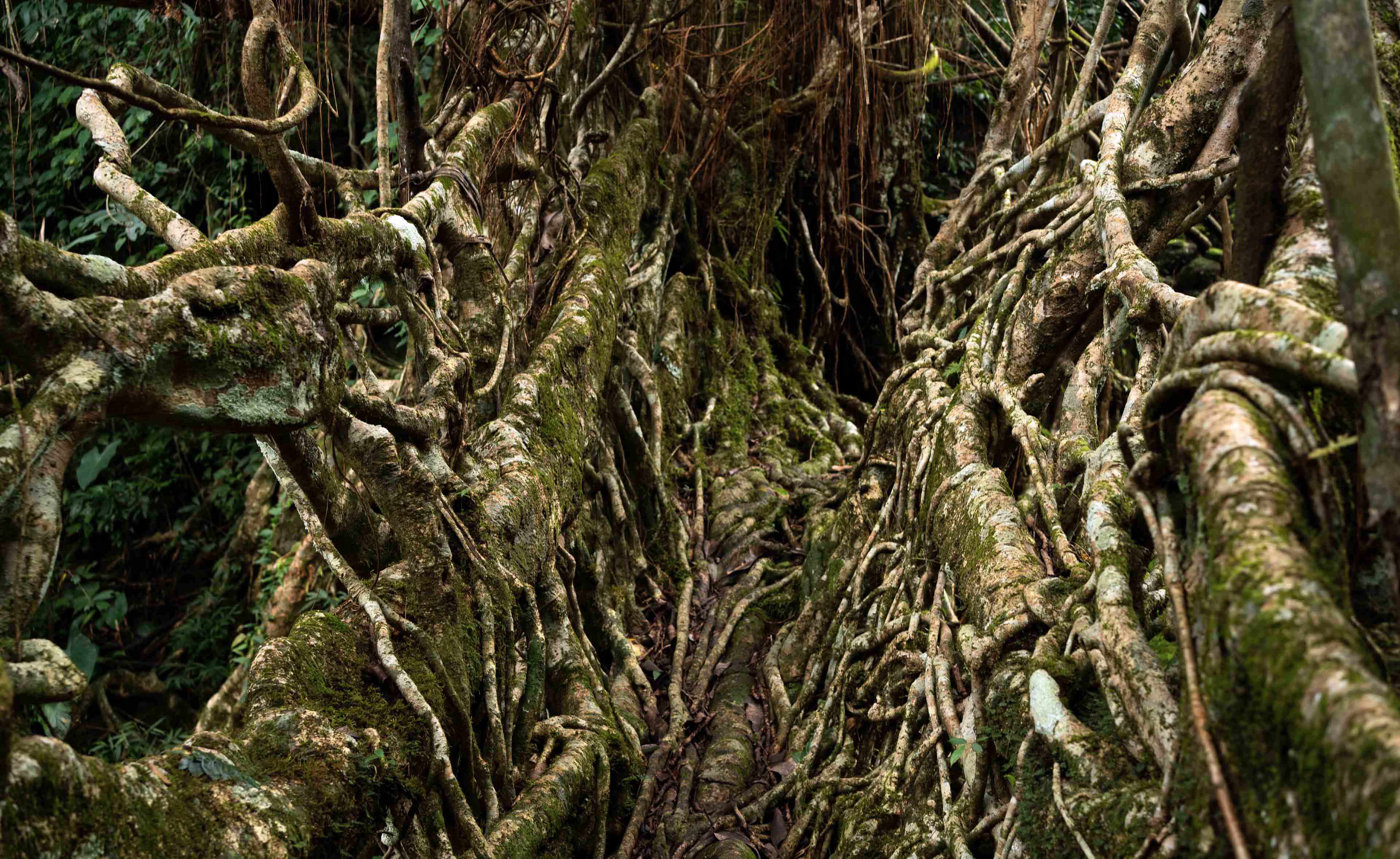 Elastic Trees: Root Bridges of East Khasi Hills | Sahapedia