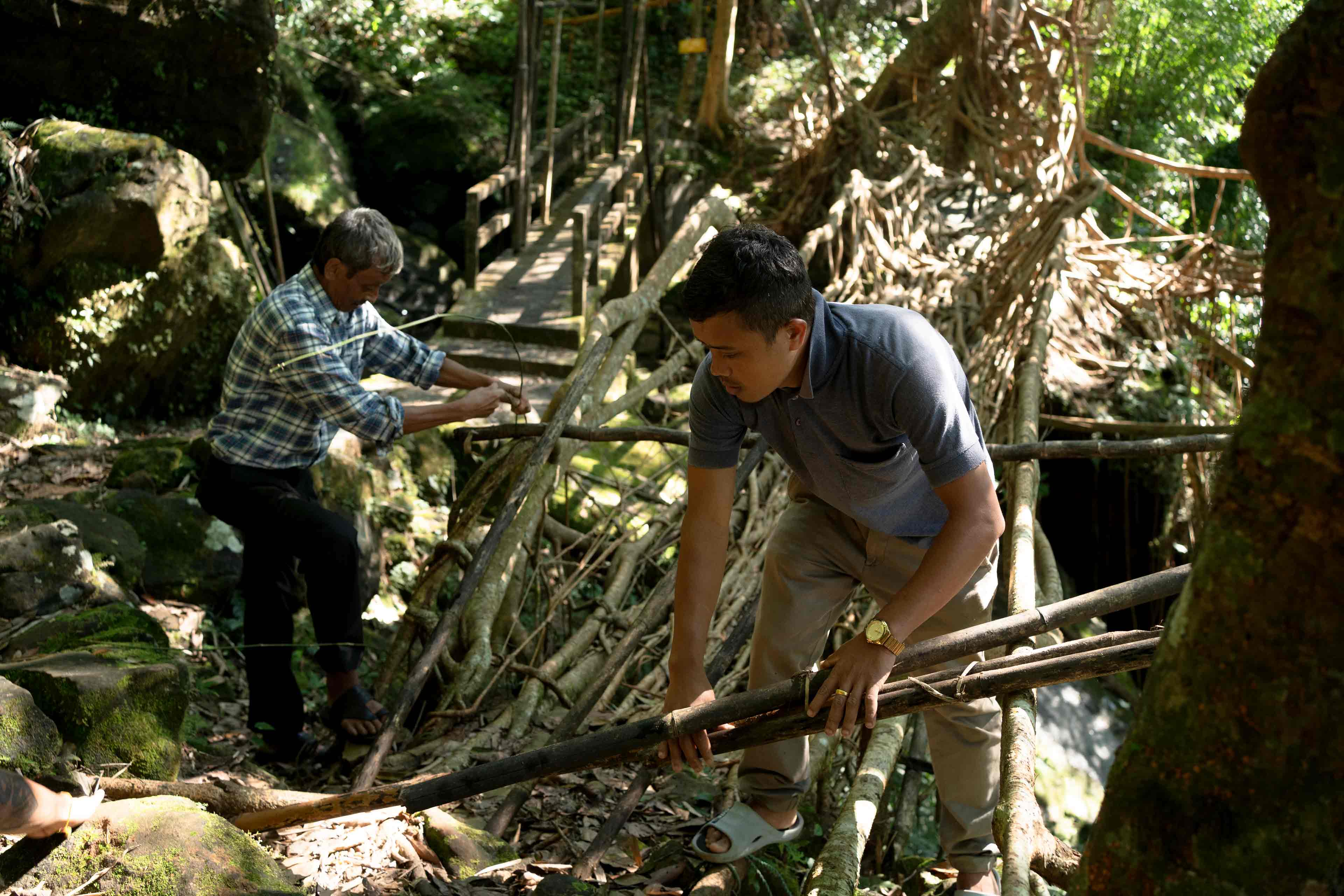 Elastic Trees: Root Bridges of East Khasi Hills | Sahapedia