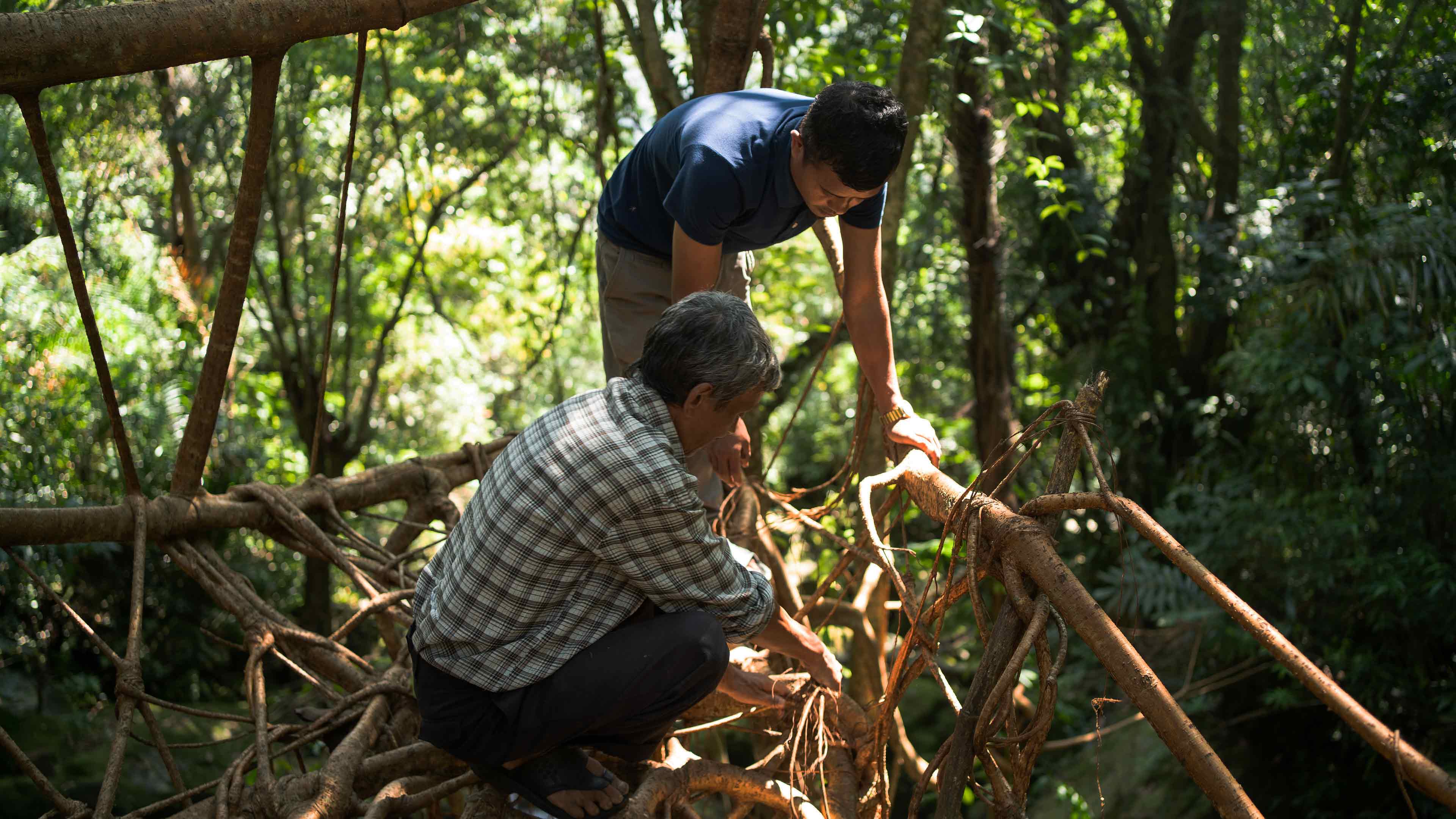 Elastic Trees: Root Bridges of East Khasi Hills | Sahapedia