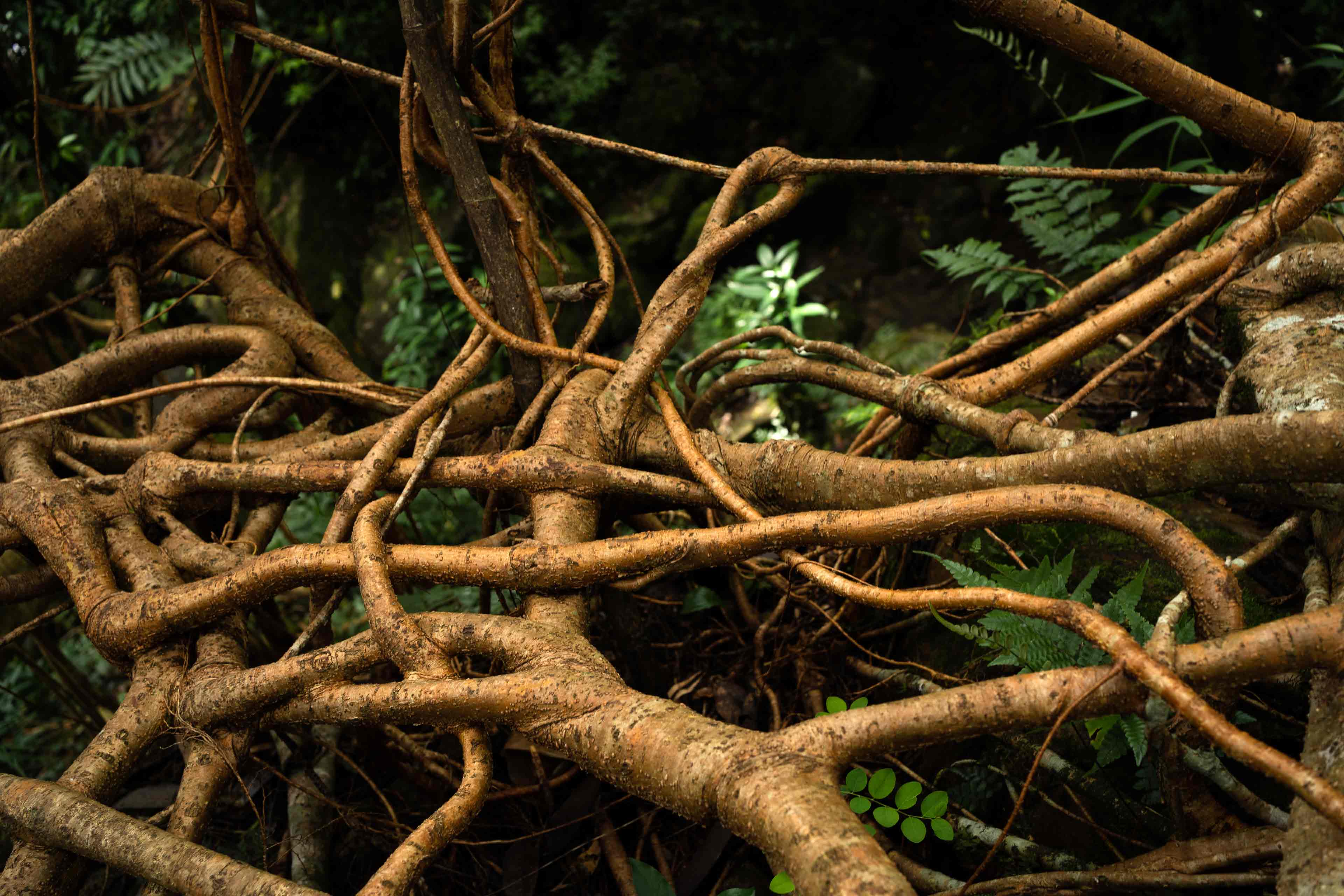 Elastic Trees: Root Bridges of East Khasi Hills | Sahapedia