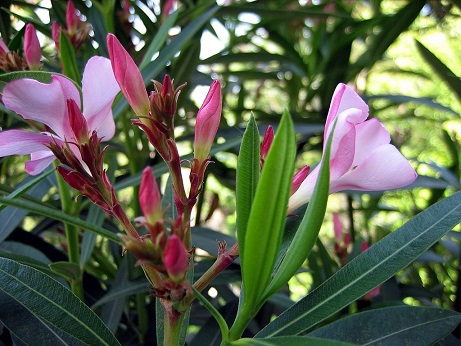 The Plants of the Thar Desert | Sahapedia