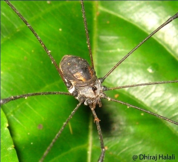 The Spiders of Western Ghats | Sahapedia