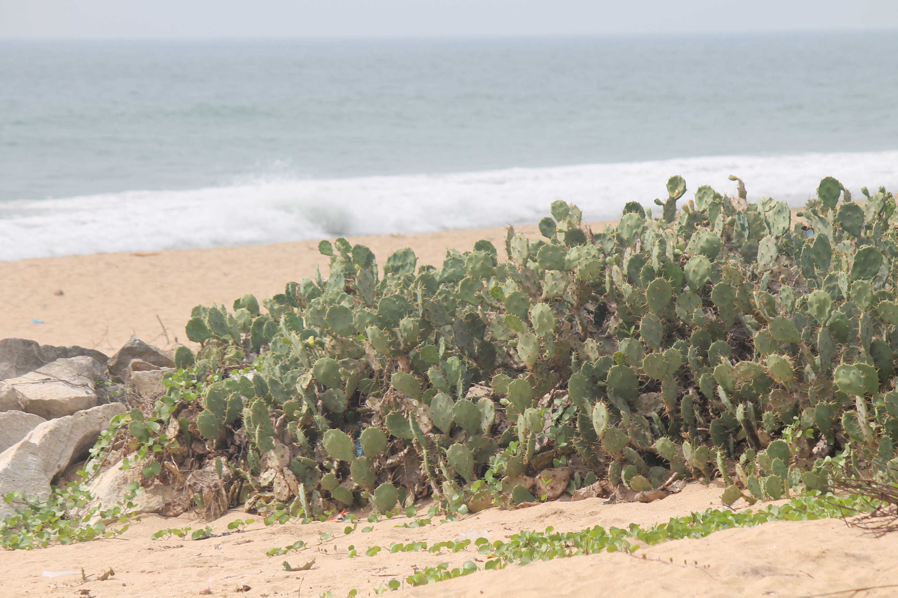 Plants of Coastal South Kerala | Sahapedia