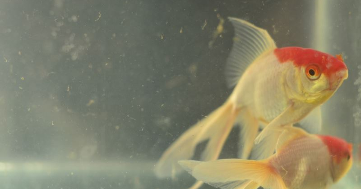 Ornamental Fish in West Bengal | Sahapedia