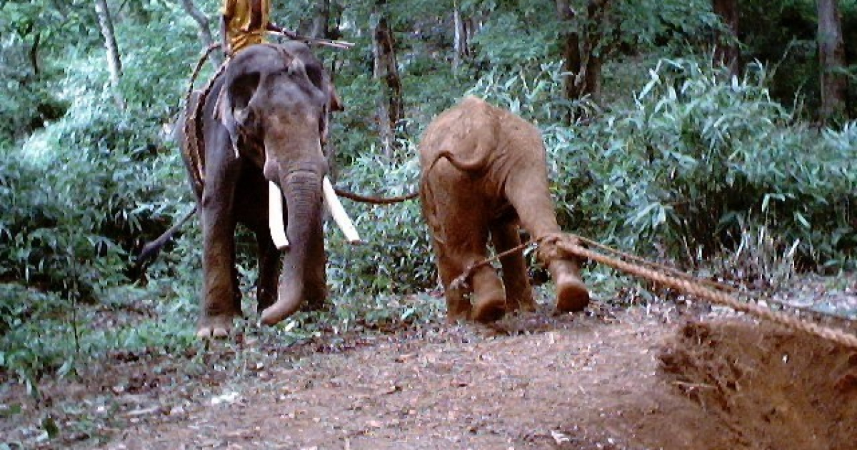 Elephant Capture by the Pit Method | Sahapedia