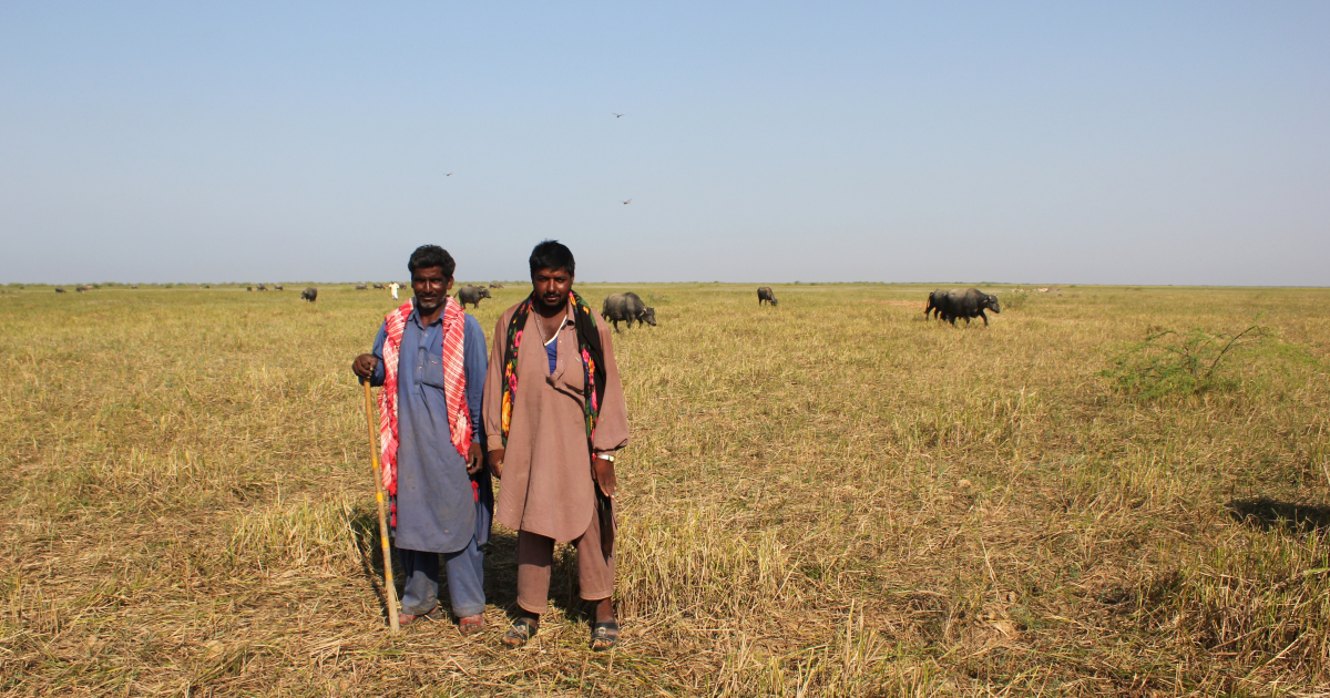 The Maldharis of Banni | Sahapedia